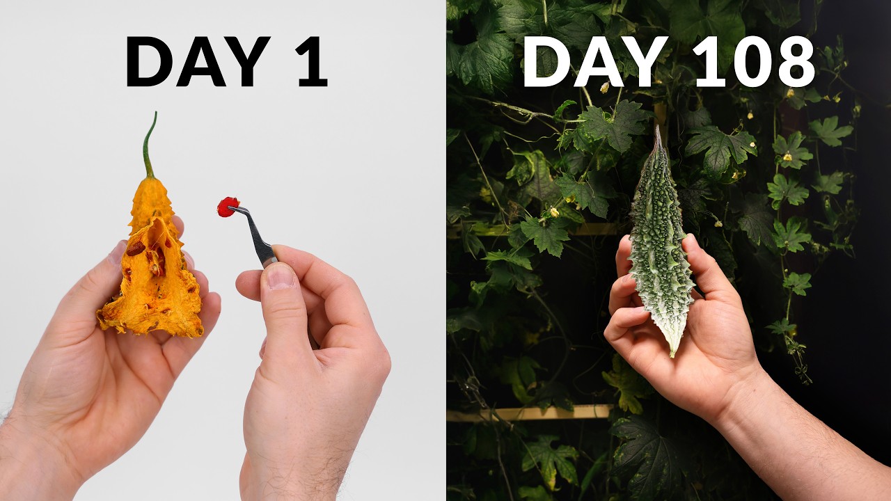 Bitter melon growth: 108 day time-lapse