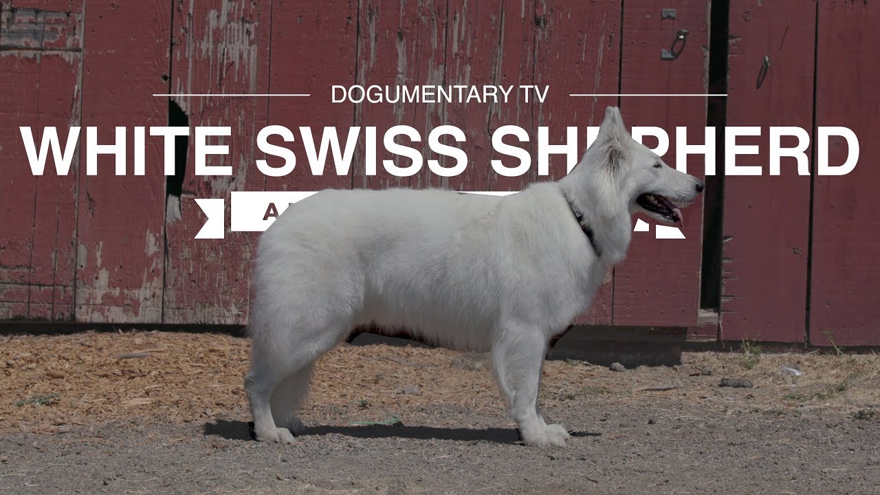 The majestic herding traits of the White Swiss Shepherd