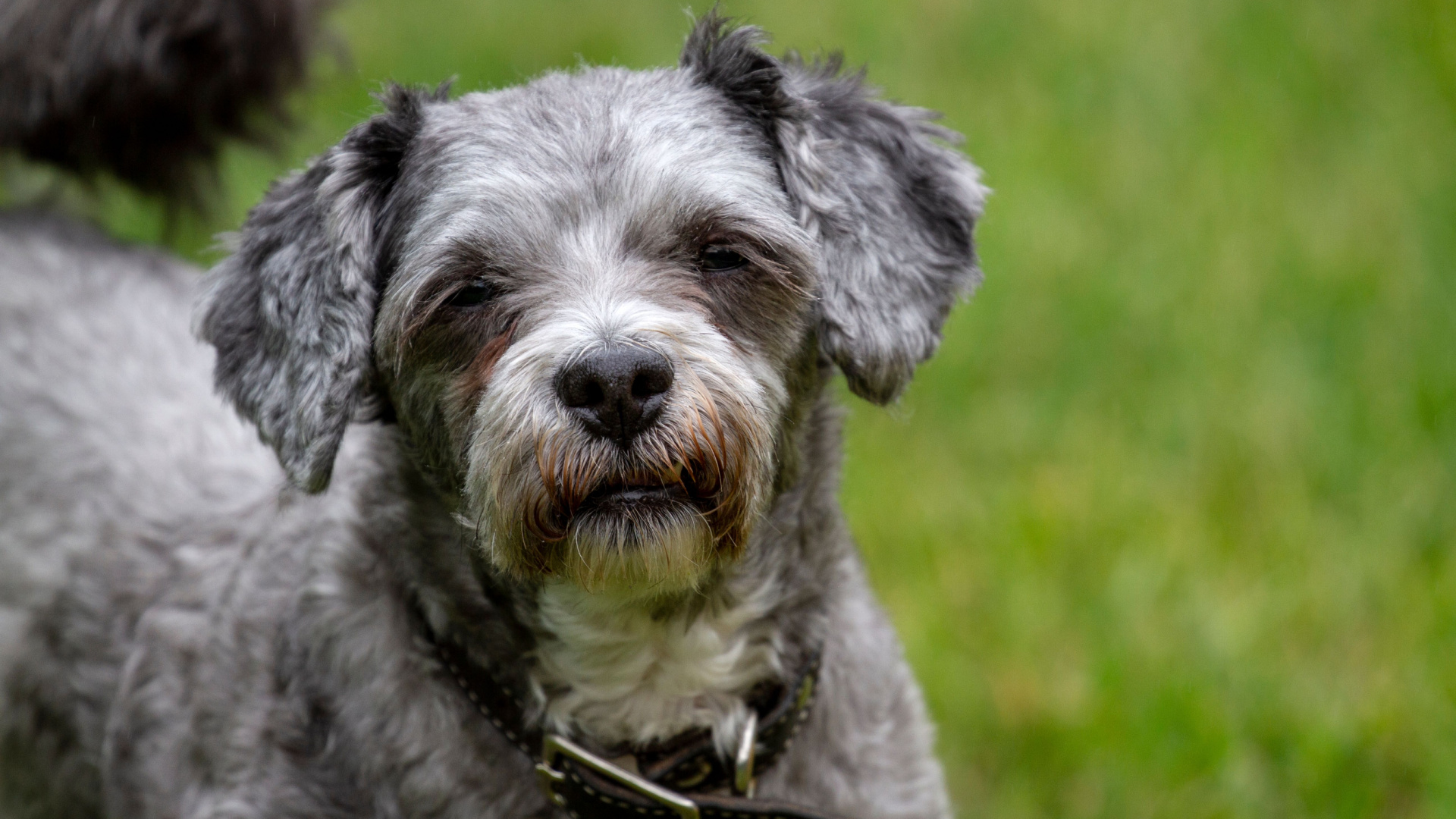 10 Signs Your Senior Dog Still Feels Deeply Bonded To You Even After ...
