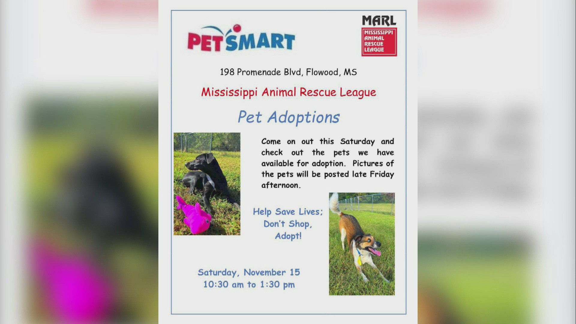 MARL hosts pet adoption event in Flowood