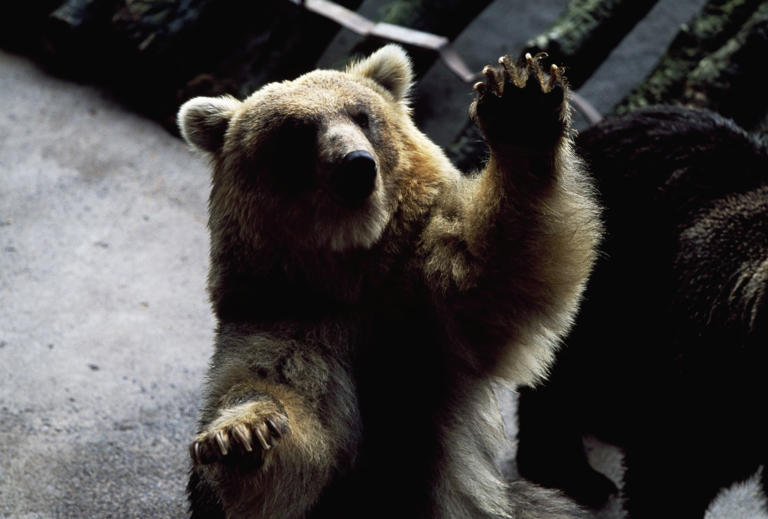 U.S. Issues Major Travel Warning for Japan After Bear Attacks