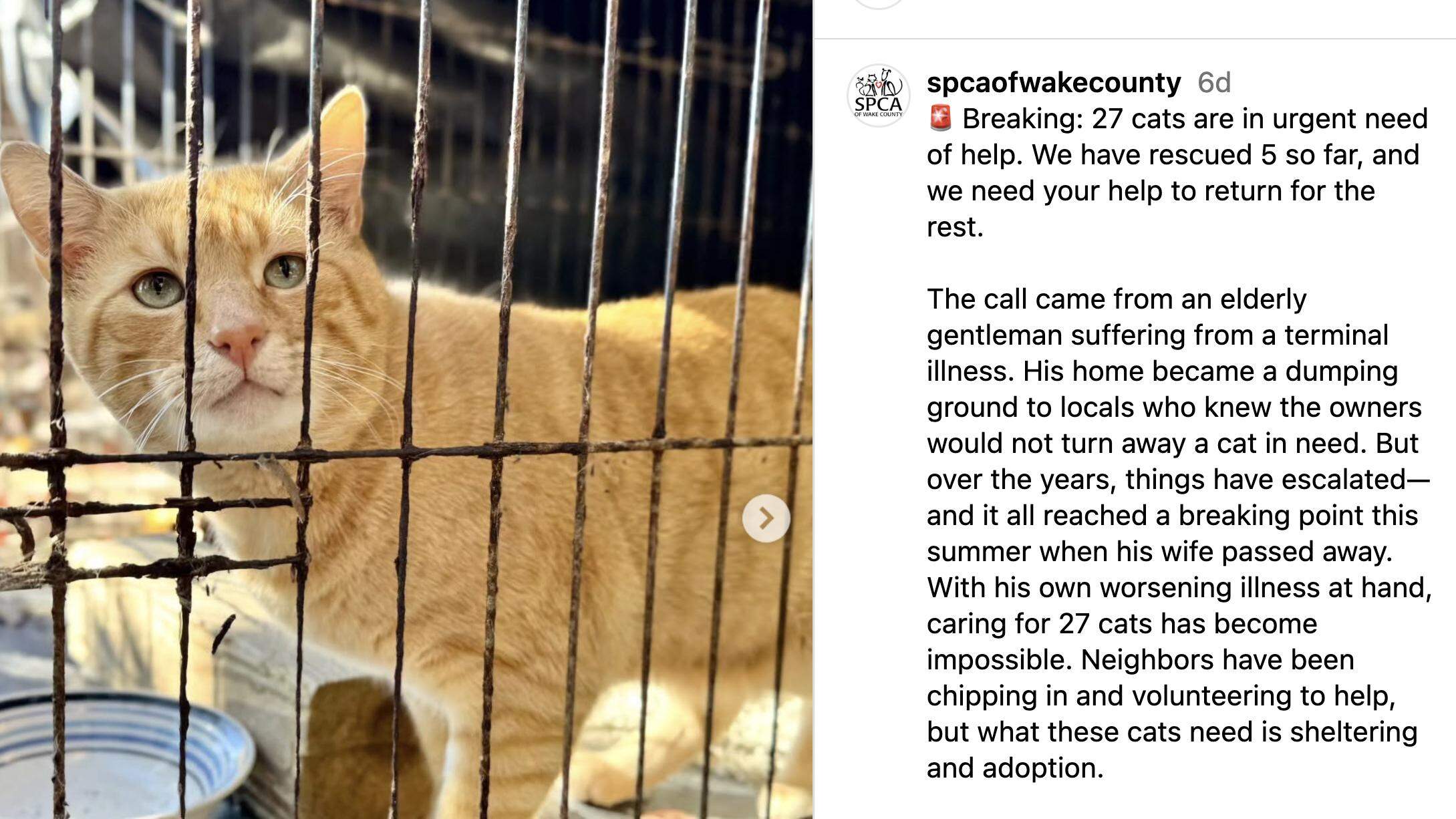 22 NC cats owned by man with terminal illness need rescuing, Wake SPCA says