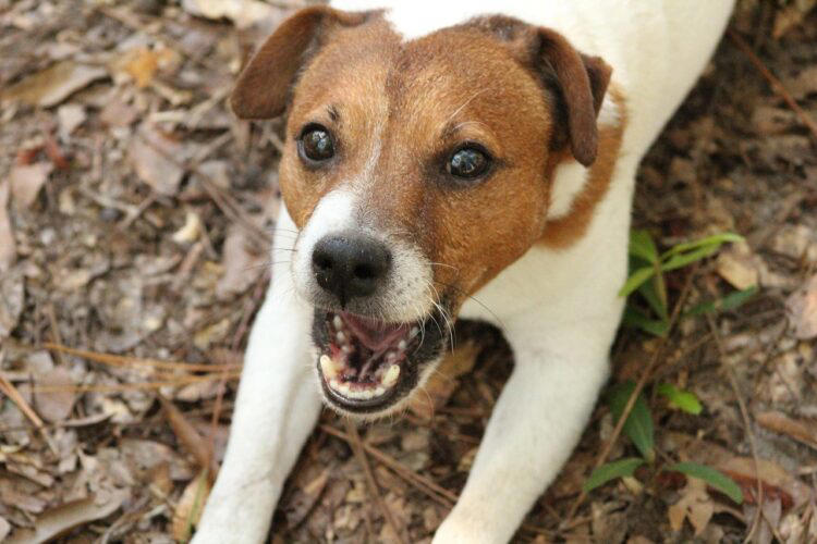 15 Dog Breeds That Overwhelm First-Time Owners the Most