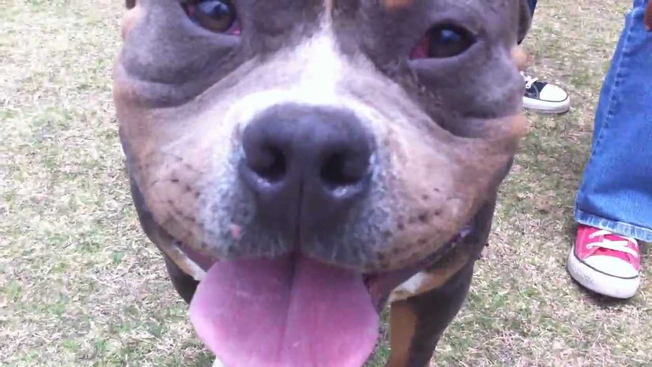 American bully - Remyline's Tripod