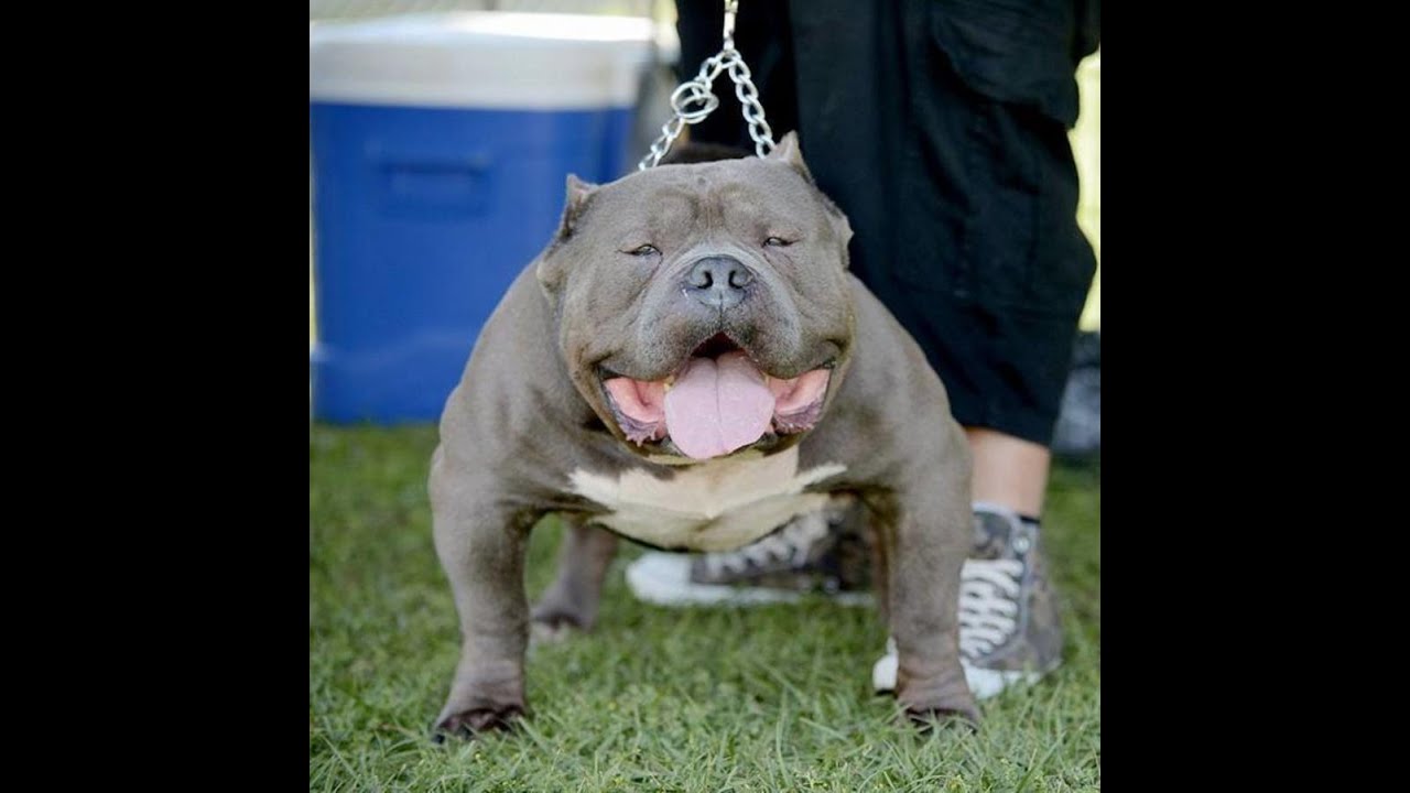 American bully - King Gotti