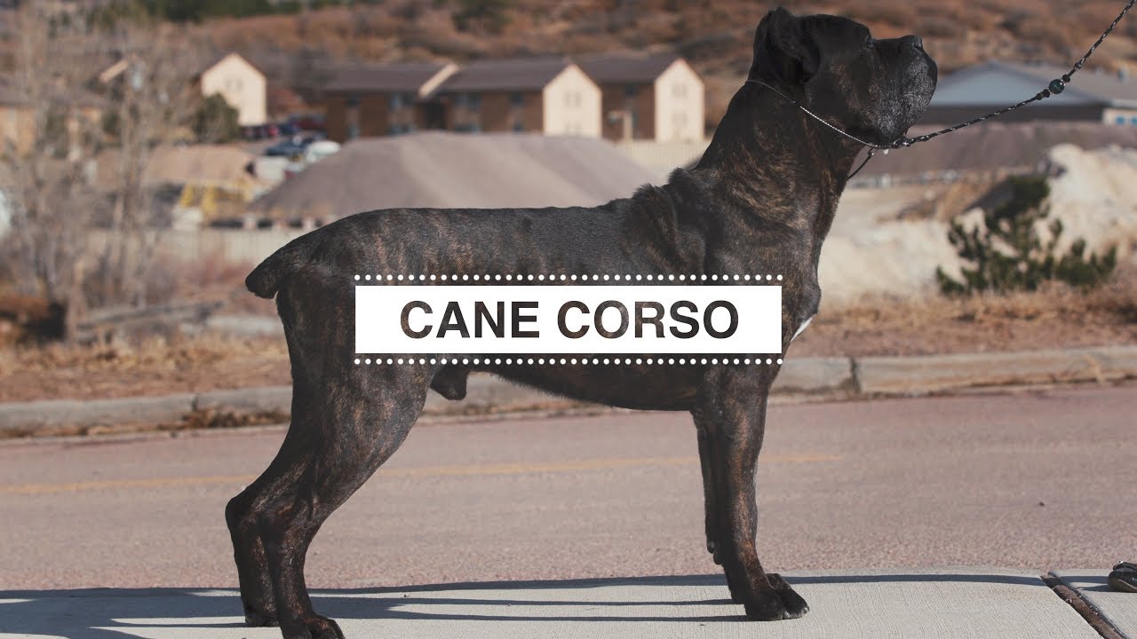 An amazing veteran dog Cane Corso