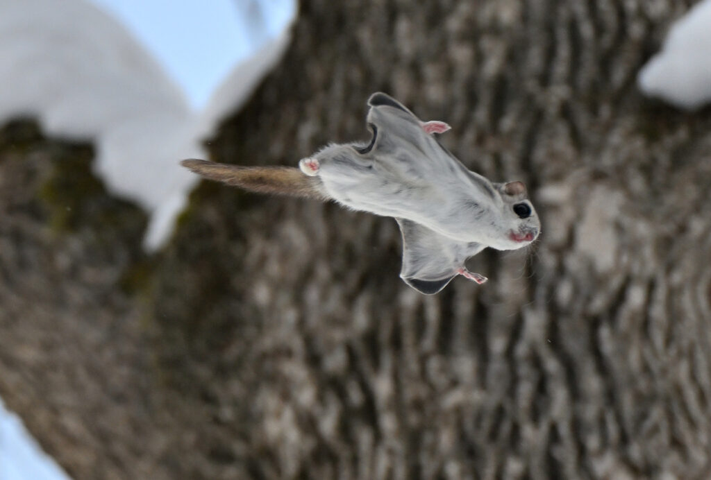 13 Acts That Prove the Flying Squirrel Is the Ultimate Tree Jumper