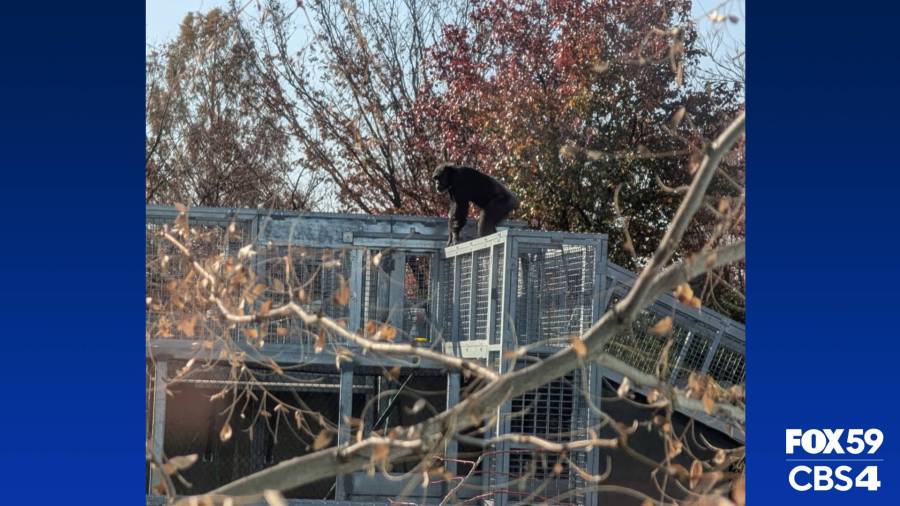 Chimp safely recaptured after escaping exhibit at Indianapolis Zoo