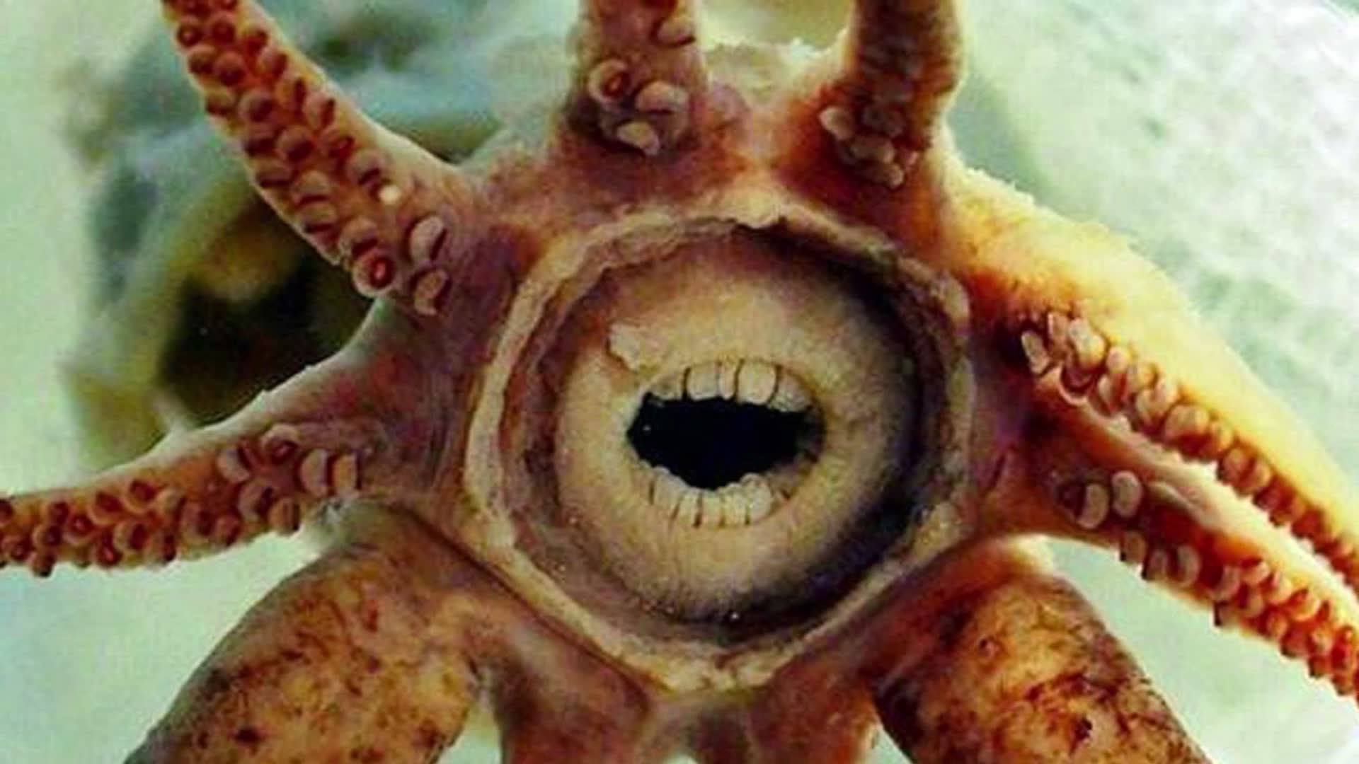 25 animals that prove Mother Nature has an awesome sense of humor