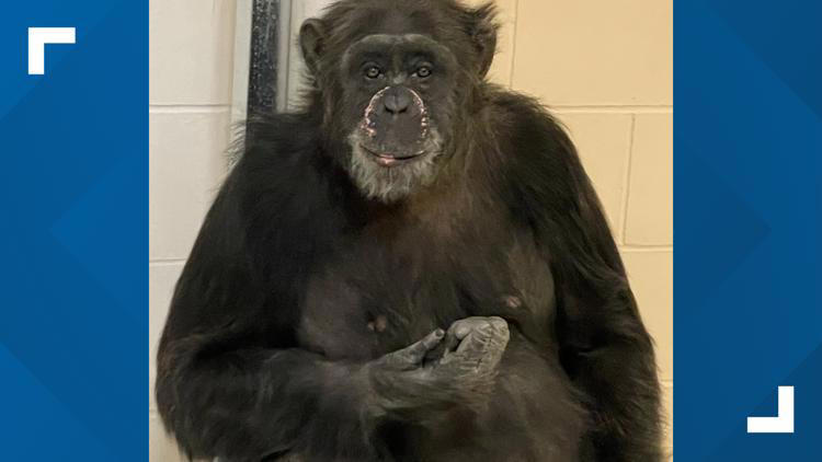 Chimpanzee returned to exhibit after escape at Indianapolis Zoo