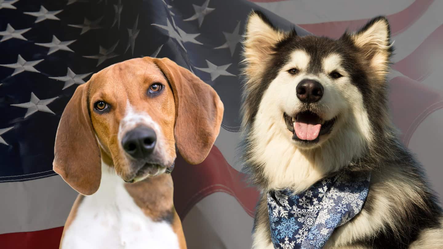 20 dog breeds that were born and bred in America