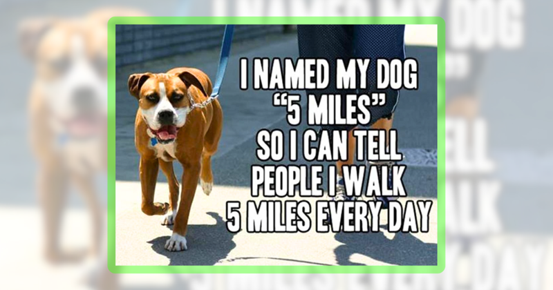 Fluffy Friday Fiesta of 23 Good Morning Memes of Good Doggos