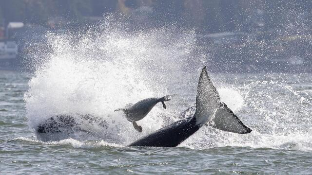 Dramatic video shows seal escaping orcas by jumping on photographer's boat
