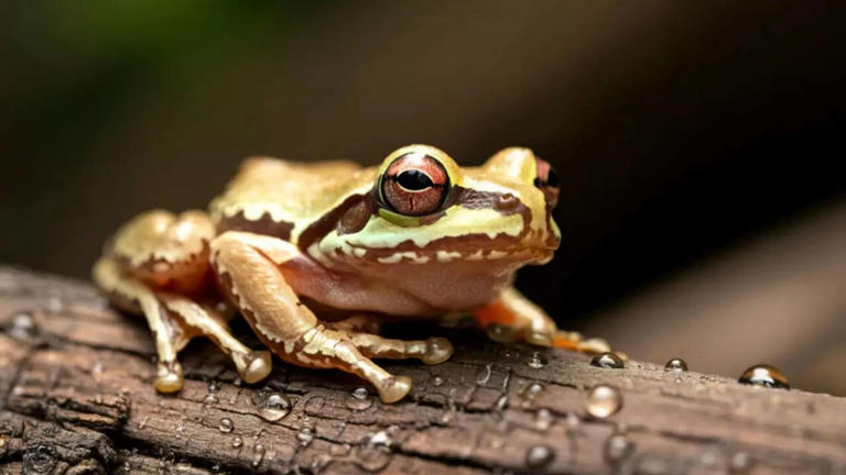 7 animals that are extremely hard to kill