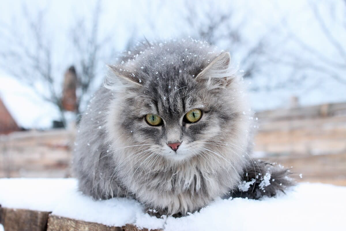 Siberian Cat’s Joyous First Snow Experience Is a Dream Come True