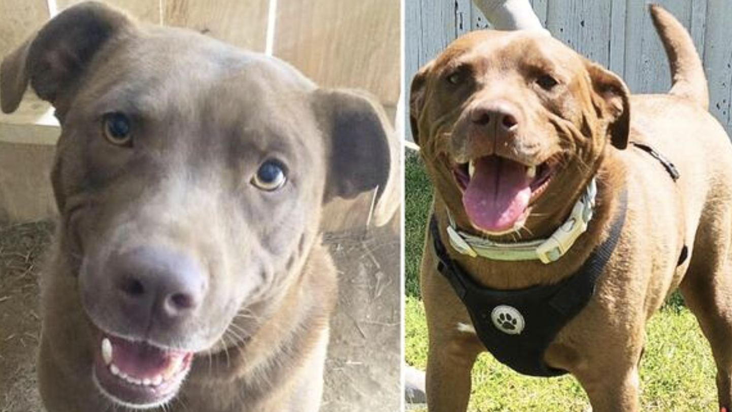 Loyal Young Dog Who is Great With Children, Dogs, & Cats is Looking For ...