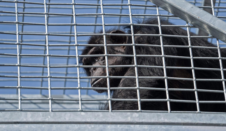 Escaped chimp back in enclosure; no injuries reported, Indianapolis Zoo ...