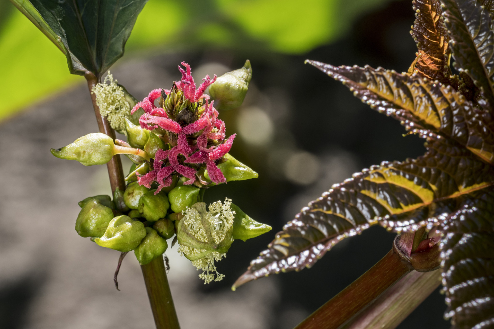 Haven't tried castor oil? Here's why you should