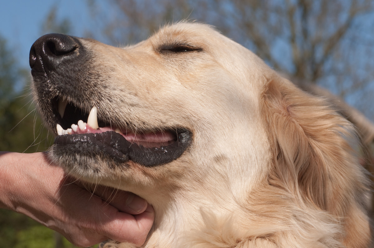 Blind Golden Retriever Quietly 'Snuffling' for Crumb of Food Is So Cute ...