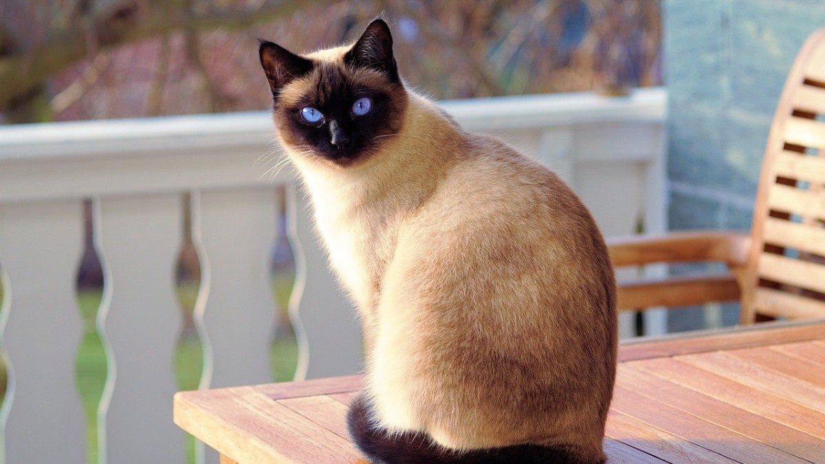 Want a Siamese cat? What you should know before adopting one