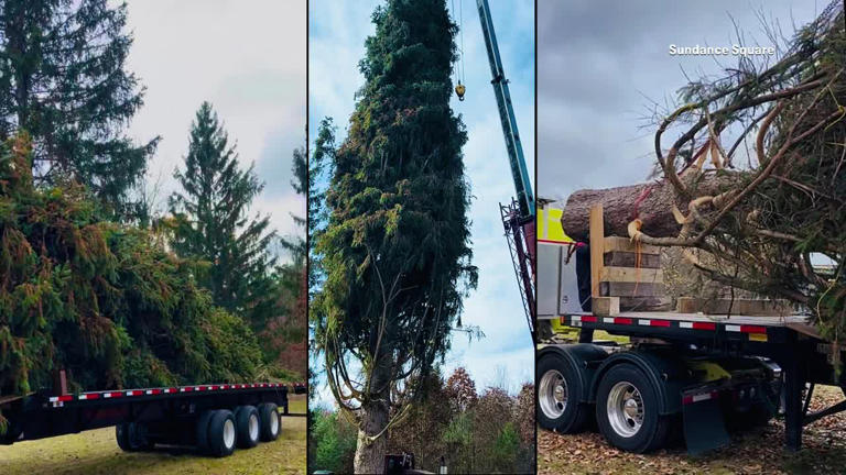 Tallest live Christmas tree in Texas installed in Fort Worth