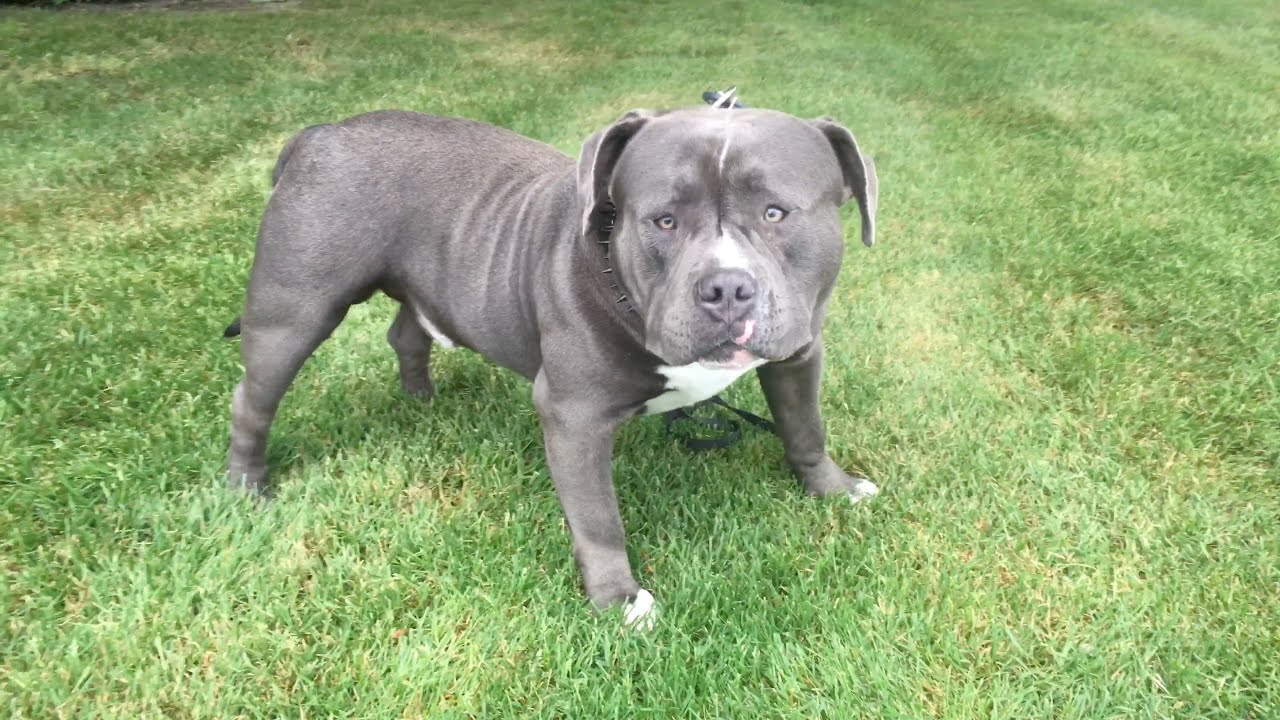 AMERICAN BULLY KRATOS: BIG OLD DOME AND FLOPPY EARS (FAN SUBMITTED)