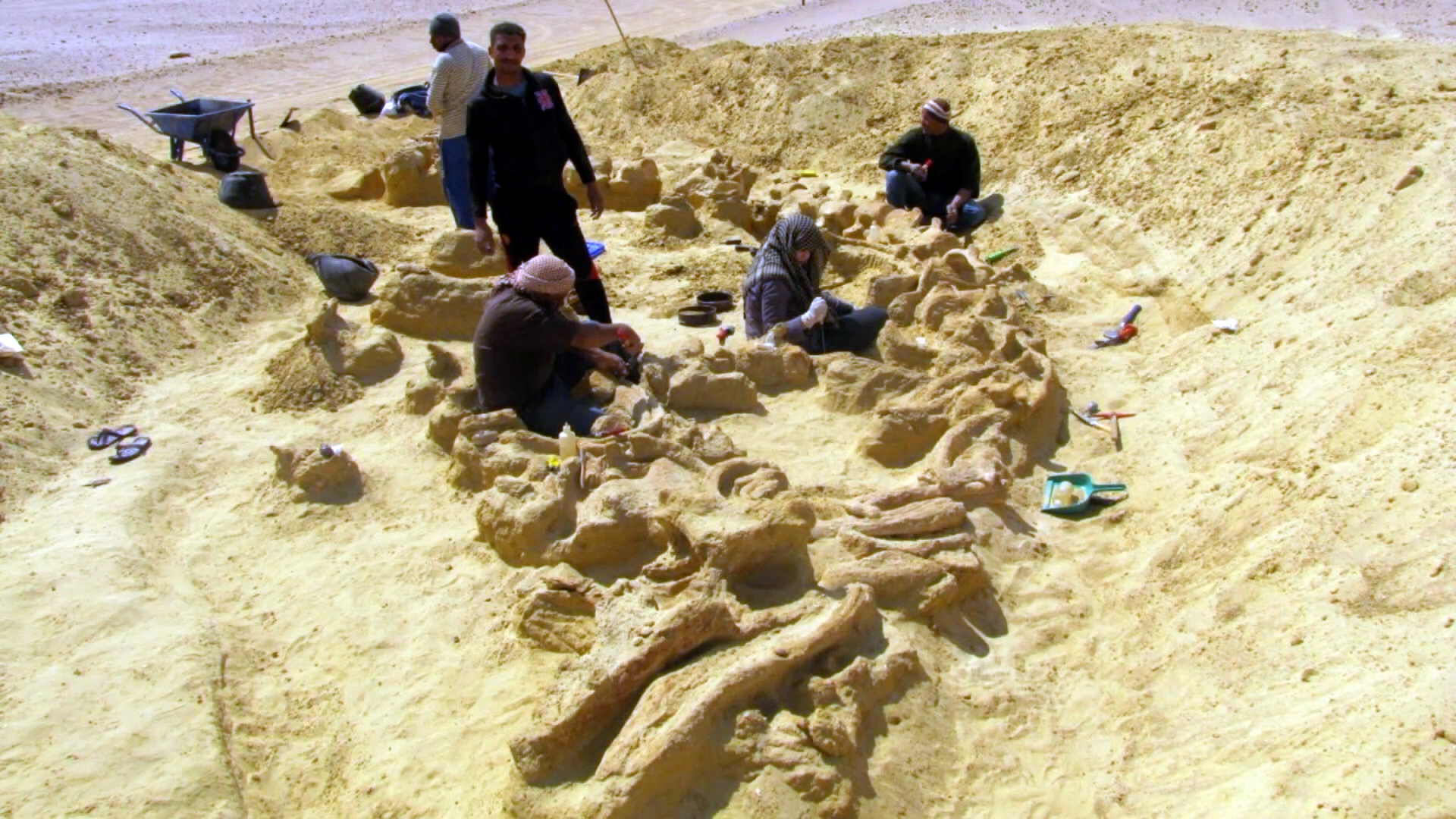 37 Million-Year Mystery: How Whales Evolved from Land Animals