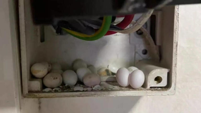Where do house lizards lay their eggs: 10 hidden indoor spots you ...