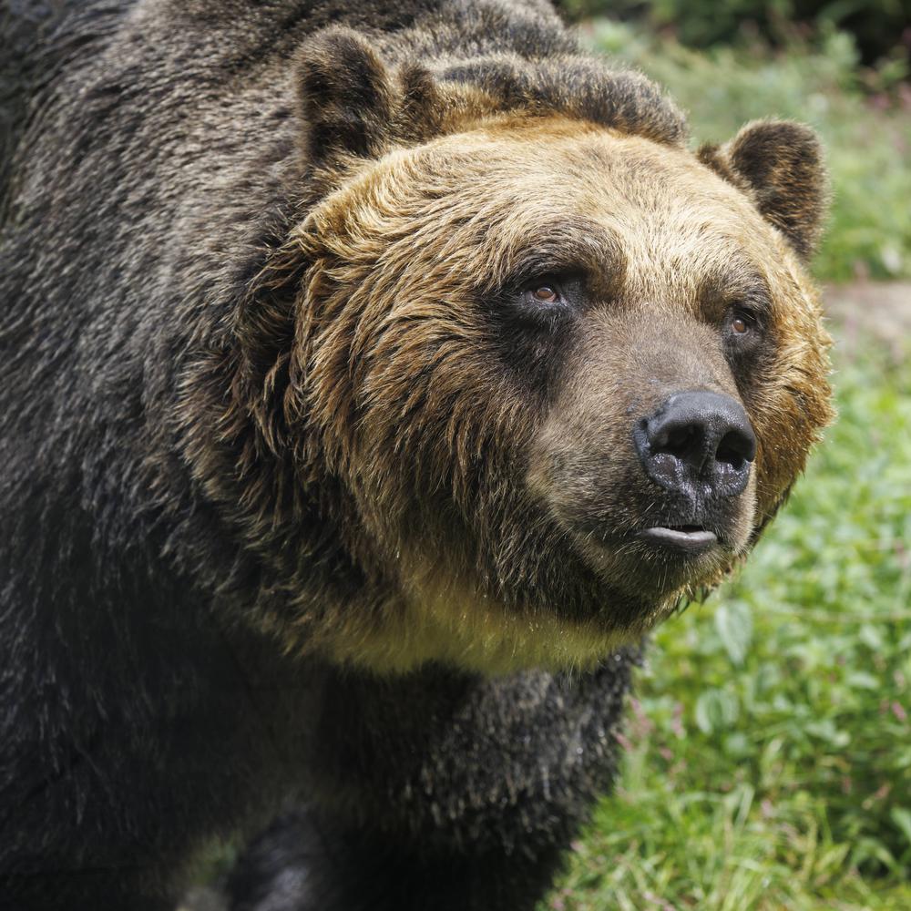 Seit April 13 Tote durch Bären: Japan will pensionierte Polizisten und ...