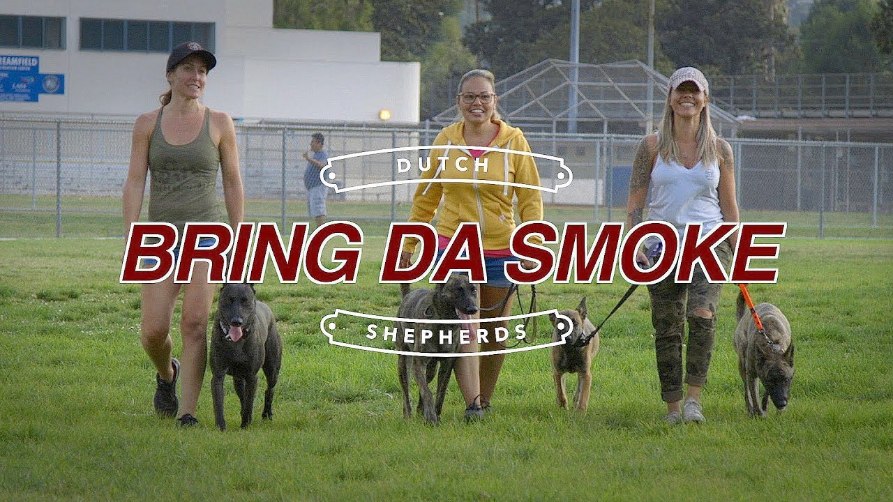 Bring da smoke - Dutch shepherds