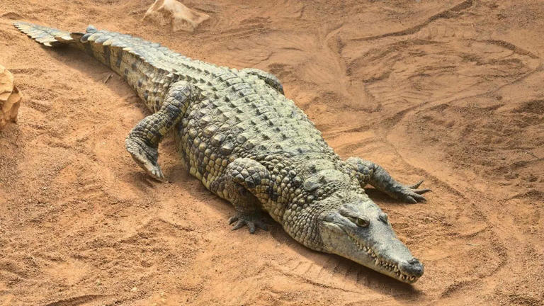 7 animals that are extremely hard to kill