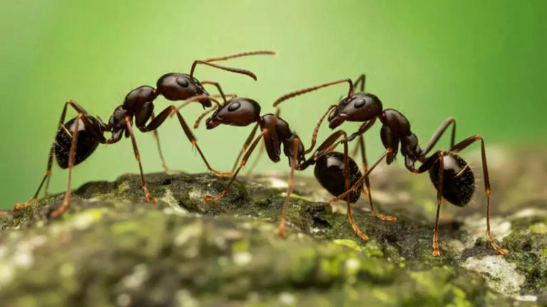 7 animals that are extremely hard to kill
