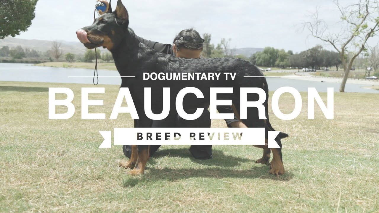 Beauceron breed review