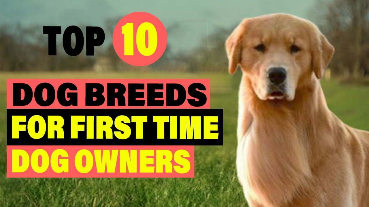 Top ten dog breeds for first time dog owners