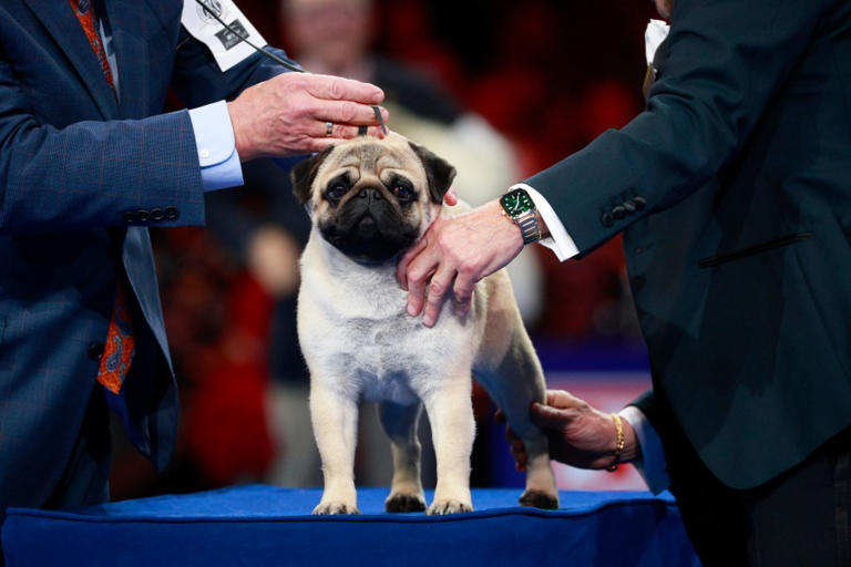 Everything you need to know about the 2025 National Dog Show