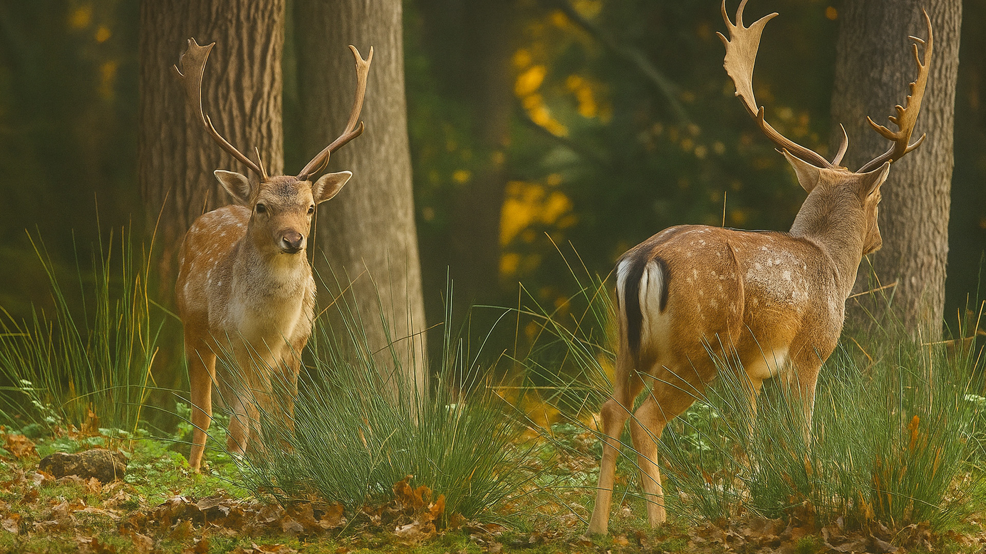 El bosque captura el momento entre dos ciervos