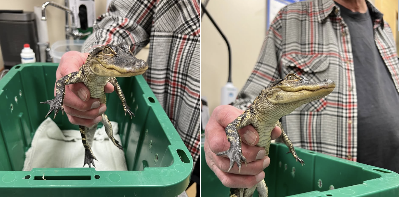 Boston Alligator Update: Little Charles Diagnosed with Infection After ...