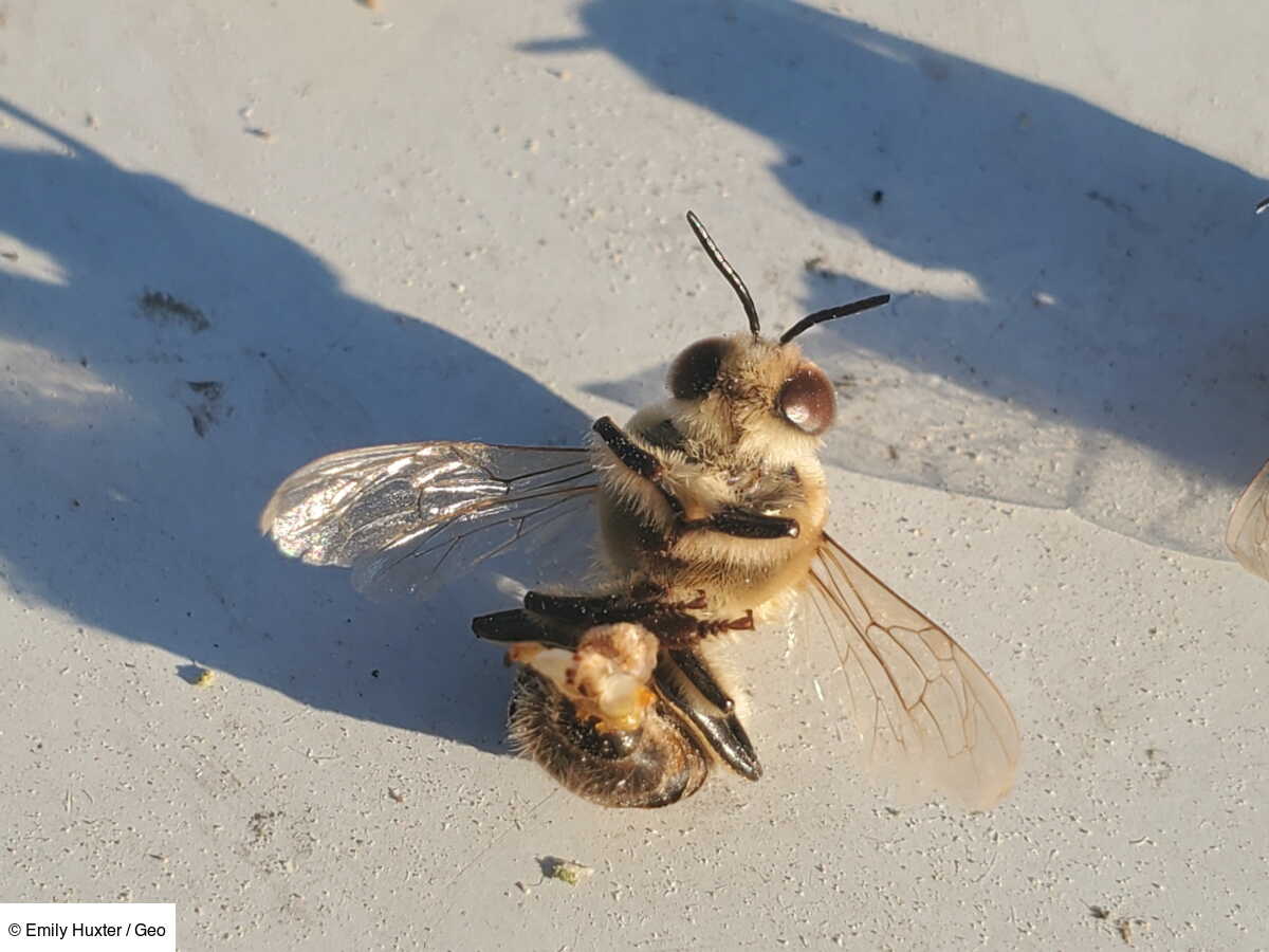 Une réalité méconnue: les abeilles mâles connaissent une fin explosive ...