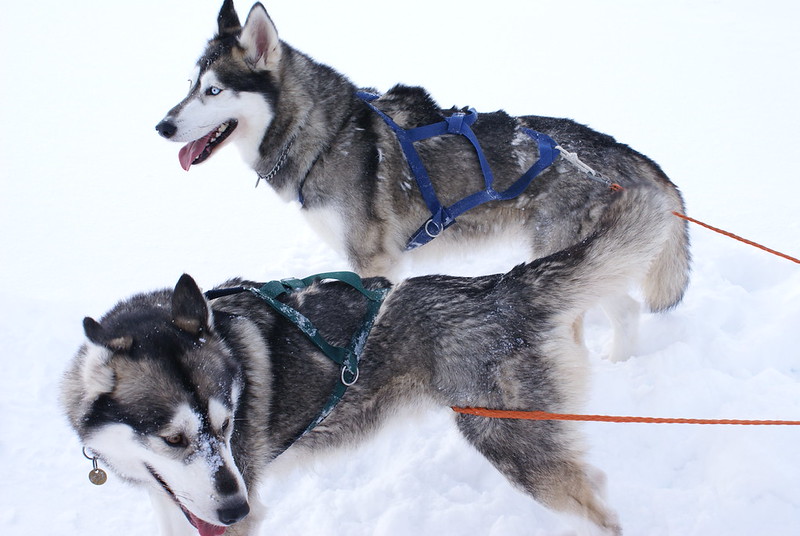 The 15 most dangerous dog breeds