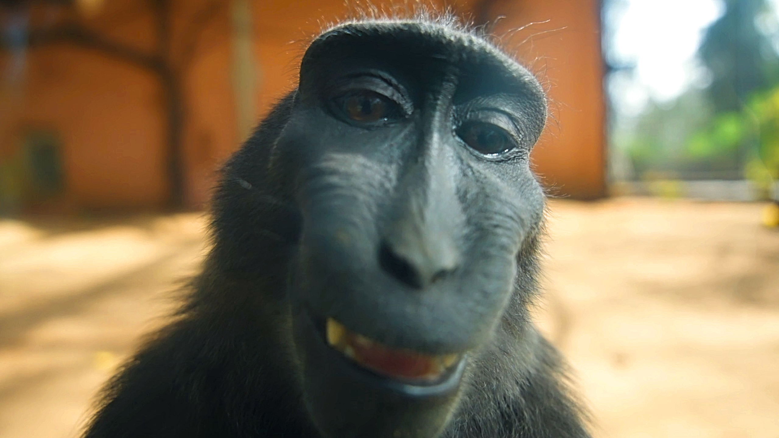 A Monkey Caught Me Filming It and Left a Video Message