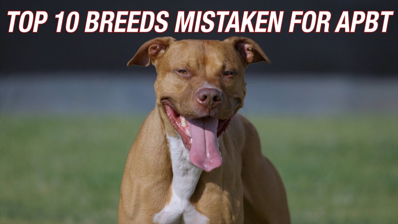 10 breeds often mistaken for the American pitbull terrier