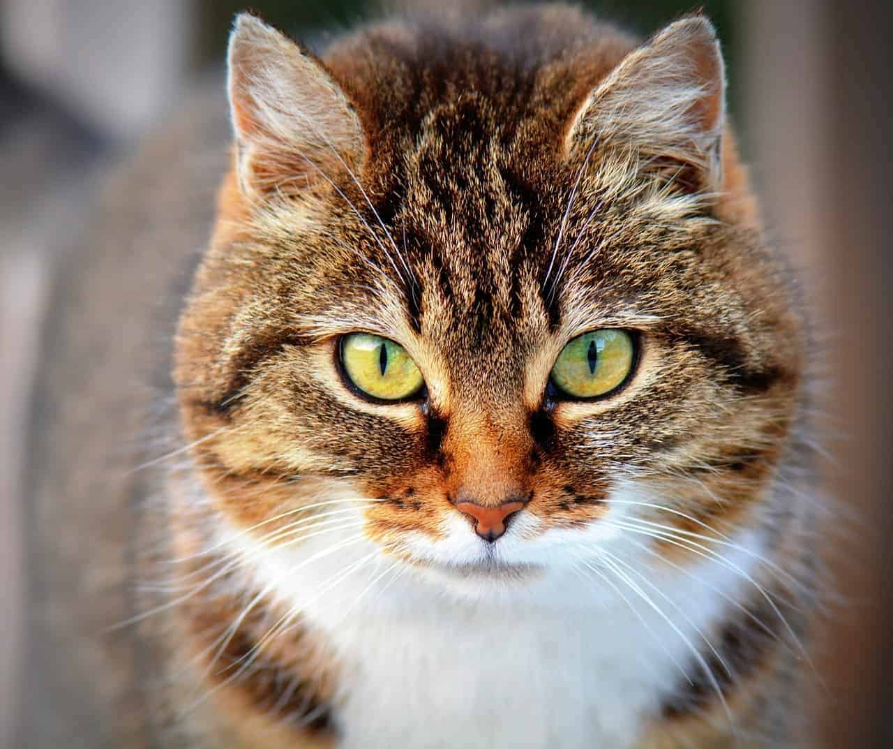 Why many experts say cats are easier than dogs