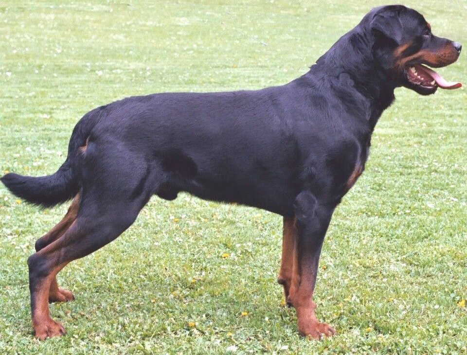 The 15 most dangerous dog breeds