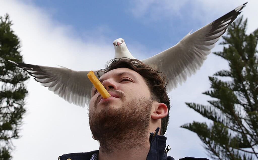 Shouting at Seagulls Could Be the Easiest Way to Keep Your Chips Safe