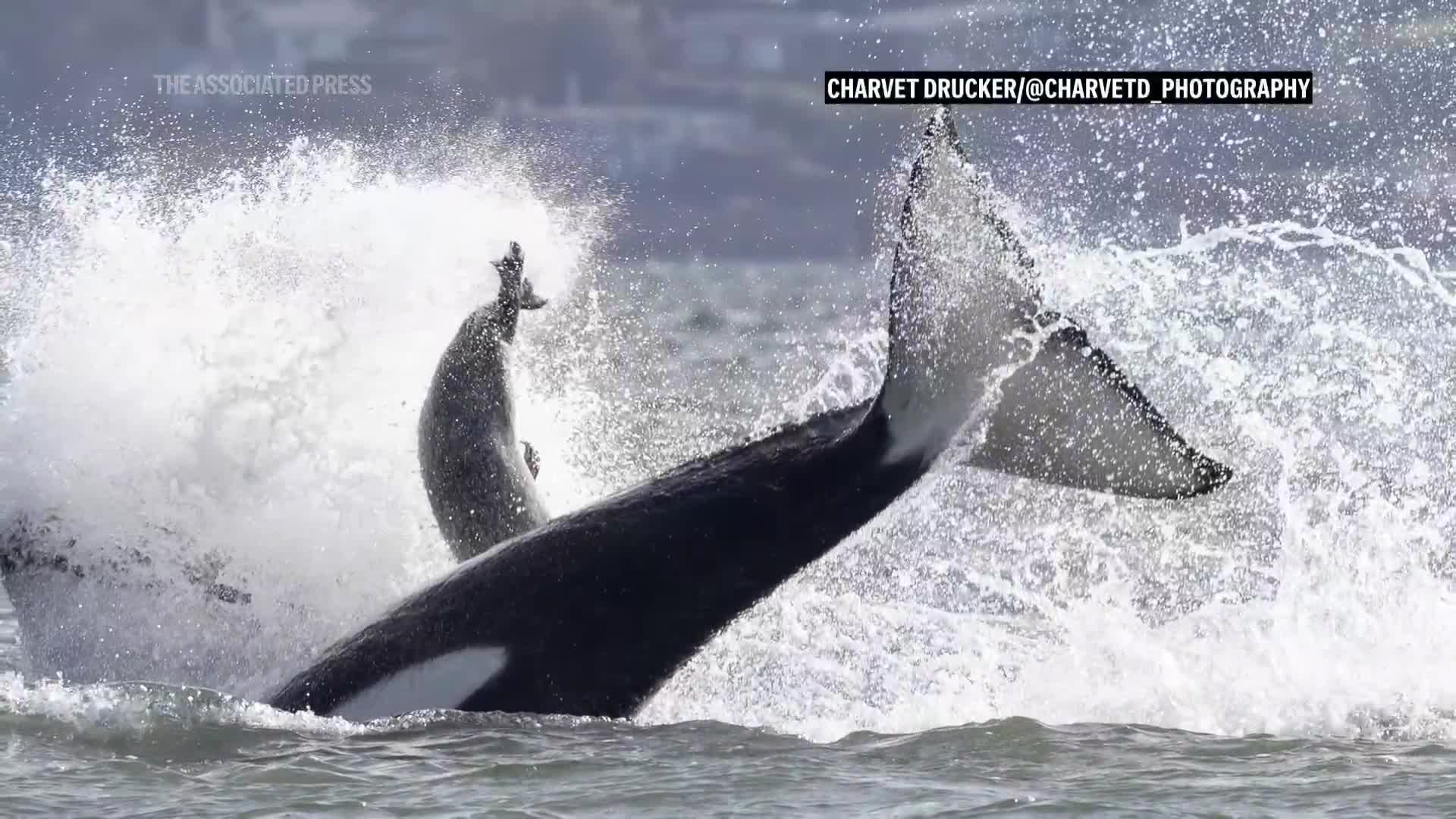 Seal leaps onto Seattle-area boat to escape orca attack, photographer says