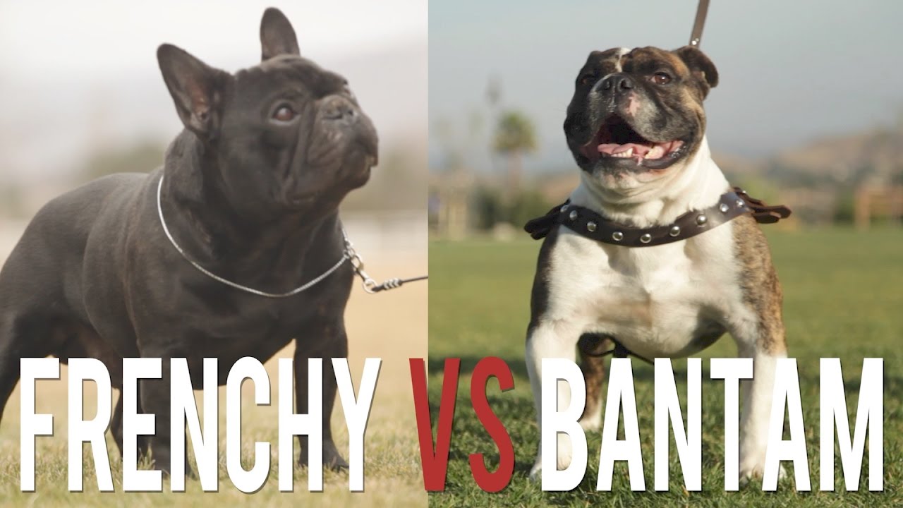 French bulldog vs. bantam bulldog: Battle of the toy bulldogs