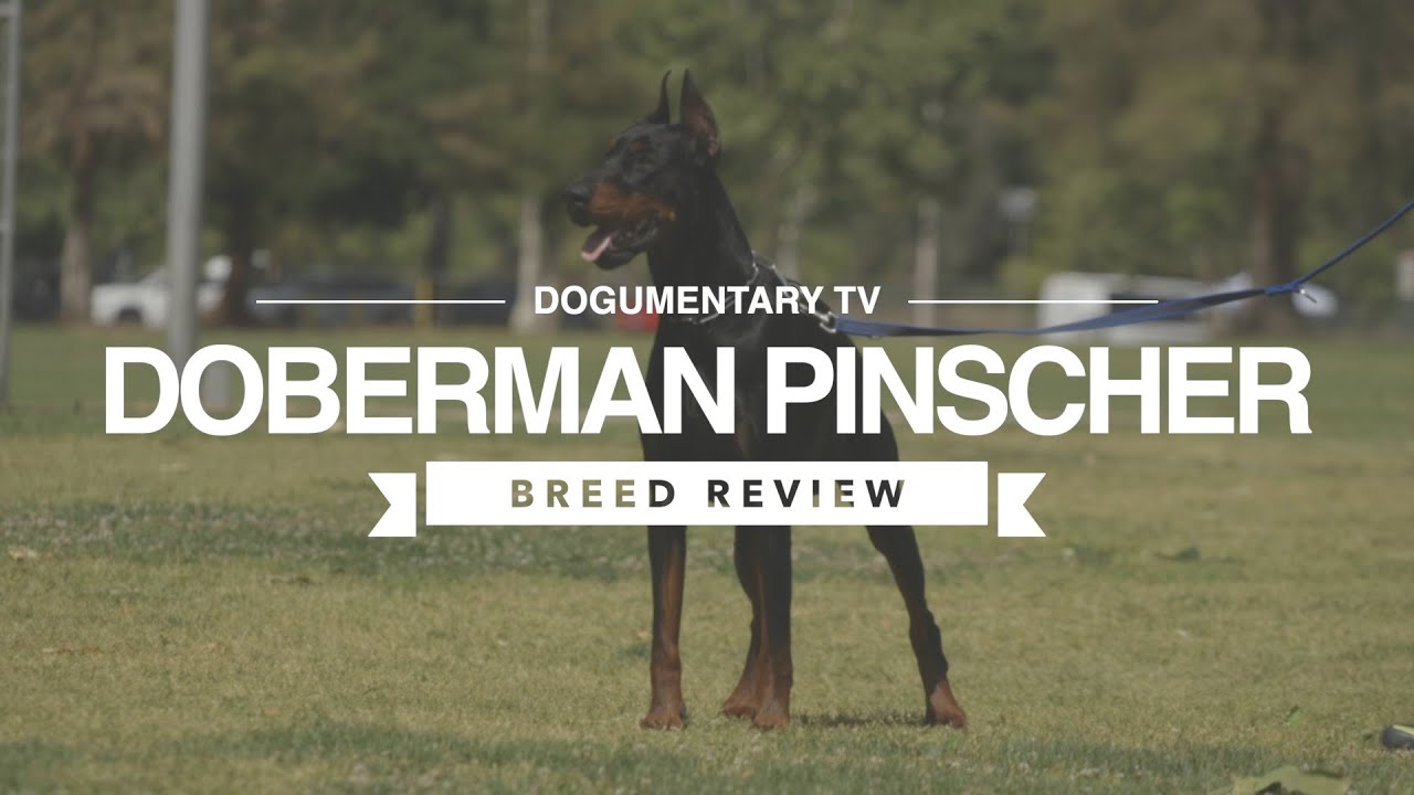 Doberman pinscher breed review