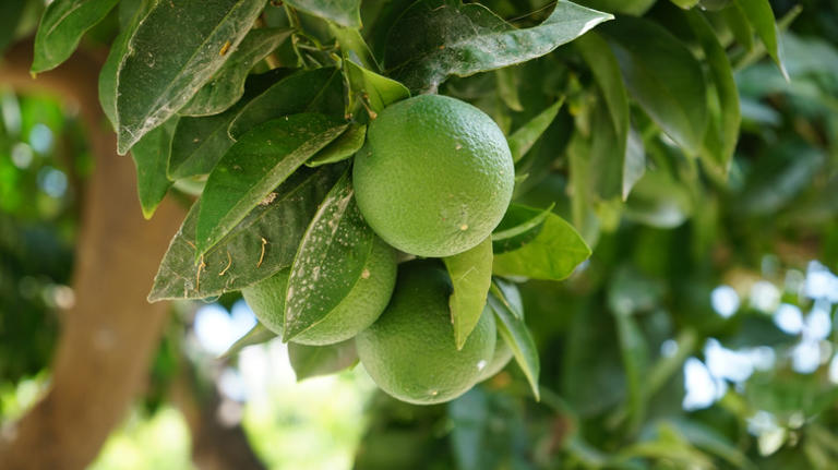 7 Compact Orange Tree Varieties You Can Grow In A Container