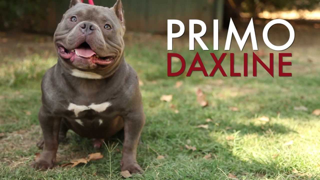 Exotic bully - Daxline Primo @11months