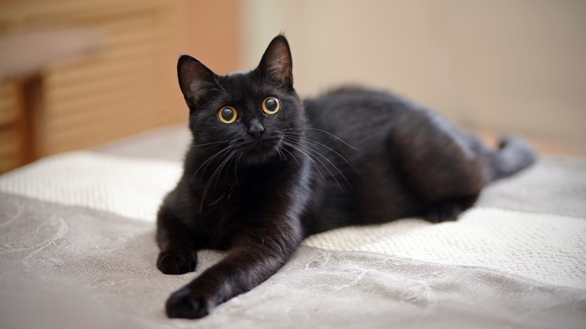 These 7 small behaviors can hurt your cat's feelings (even if they seem ...